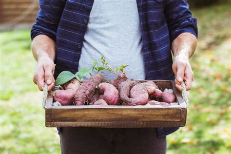 How To Treat Sweet Potato Pests And Diseases Management Control And Prevention