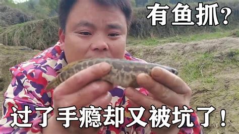一回来就说有鱼抓？3个小坑抓了3条黑鱼还有鲫鱼，最后生吞一条鱼【螃爷pang】 Youtube