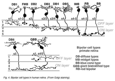 2 3 Outer Plexiform Layer By Helga Kolb Webvision