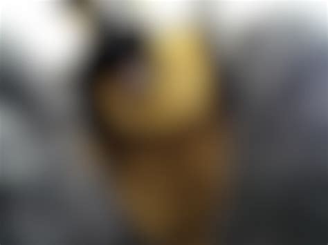 Hot German Shepherd Fucks Cute Gray Submissive Bunny Murrsuit Porn