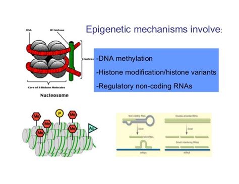 Epigenetic Regulation In Higher Plants