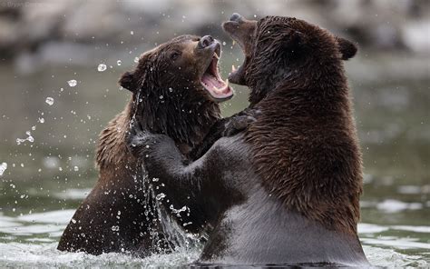 배경 화면 물속에서 장난스런 두 마리의 곰 1920x1200 그림 이미지