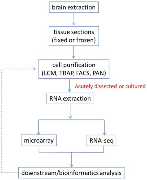Cell Type Specific Transcriptome Profiling In Mammalian Brains Pmc
