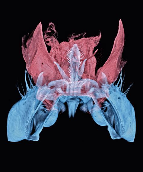 Female Flies Respond To Sensation Of Sex Not Just Sperm