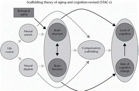 1 Aschematic Diagram Of The Scaffolding Theory Of Aging And