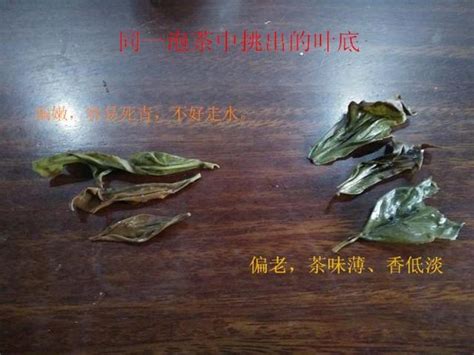 茶理王武夷岩茶毛茶之審評篇 每日頭條
