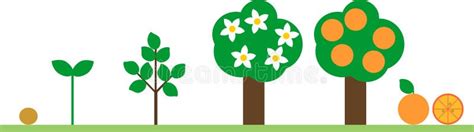 Ciclo De Vida Del árbol Anaranjado Etapas Del Crecimiento De La Semilla