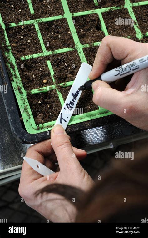 Female Gardener Sowing Tomato Seeds In Seed Modules UK Stock Photo Alamy