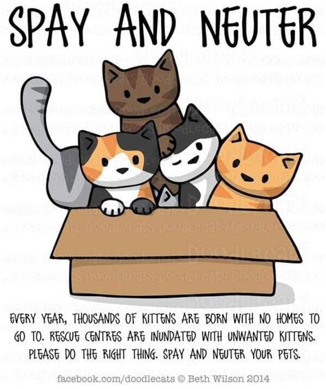 Off Cat Desexings South Eastern Vet