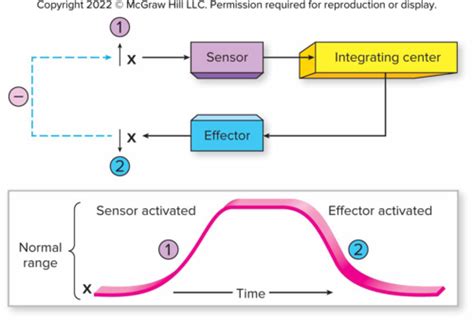 Physiology Ch1 Intro Flashcards Quizlet