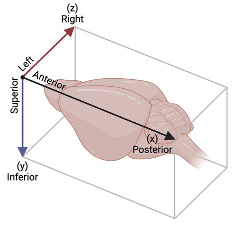 Coordinates Systems Brainstem Documentation