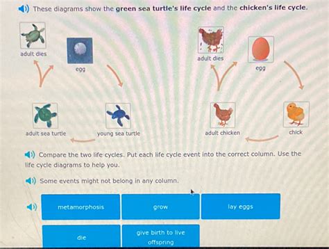 These Diagrams Show The Green Sea Turtles Life Cycle And The Chickens