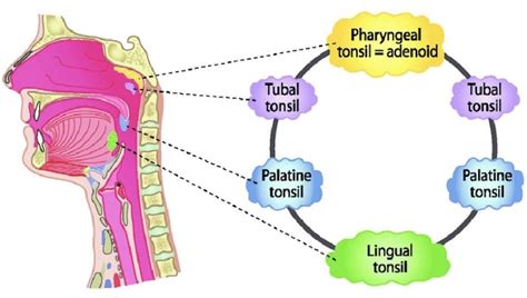 Fun Fact Tonsil Outlander Anatomy