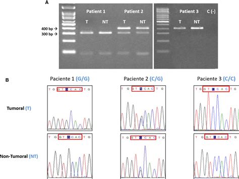 Frontiers Hla G 3utr Polymorphisms Are Linked To Susceptibility And