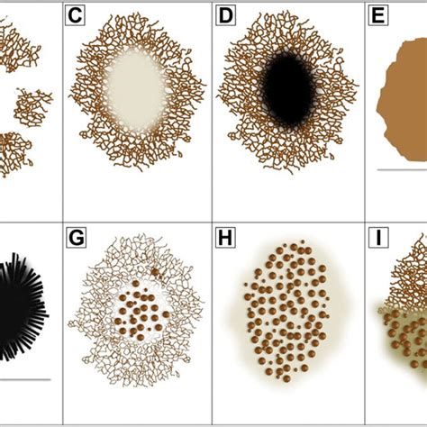 Most Frequent Patterns Encountered In Acquired Nevi Including