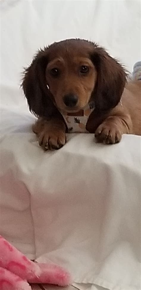 Doxies Place