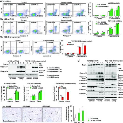 Lin28b Expression And Function In Human Epithelial Ovarian Cancer A