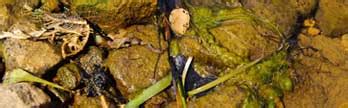 Causal Analysis Diagnosis Decision Information System CADDIS US EPA