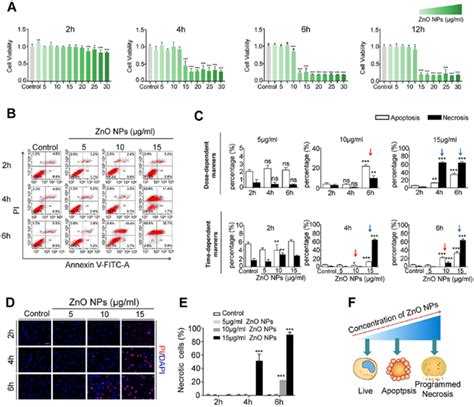 Assessing The Effect Of Different Concentrations Of Zno Nps On H9c2