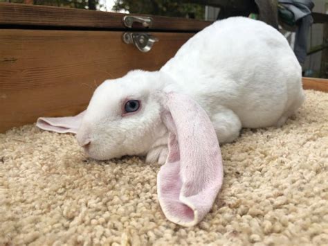 Lily Patch Farm Rabbitry Jr Broken Blue Tort Doe Out Of Lily Patchs Cha Cha X Lily Patchs