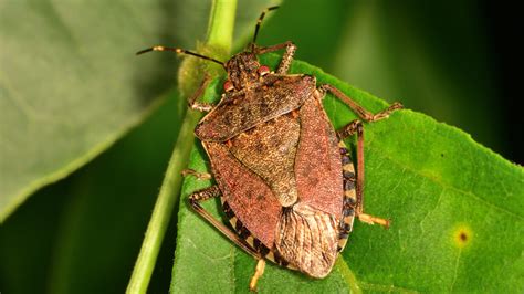 Is Baking Soda Really An Effective Stink Bug Killer