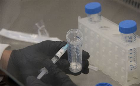 Con Restos Humanos Científicos Identifican El Origen De La Peste Negra