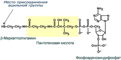 Строение пантотеновой кислоты — Студопедия.Нет