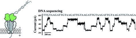 Application Of M2 Mspa In Dna Sequencing The Schematic Diagram Left