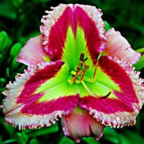 Daylily Hybrid Flowers Seed Haiyiplants