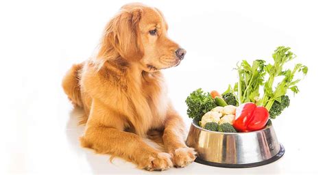 Natural Dog Food How To Feed Your Dog As Nature Intended