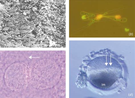 A Scanning Electron Micrograph Of The Oviductal Epithelial Wall From