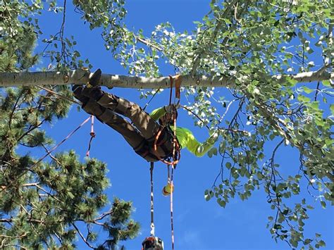 Home Montana All Tree Services