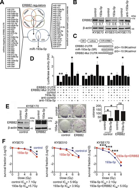 Down Regulation Of Erbb2 Is Regulated By Mir 193a 5p To Enhance