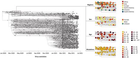 Phylogenetic Tree Of Sars Cov 2 Viral Evolution Sequenced Samples