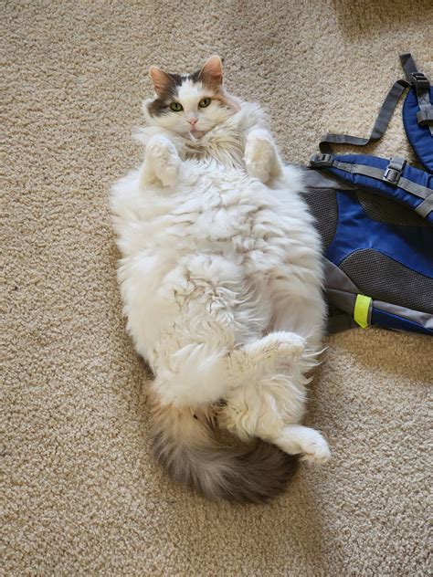 My Little Chonker Rchonkers