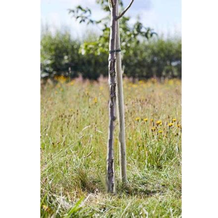 2 4m Tree Stake Page