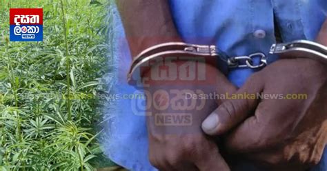 ගංජා හේනක් වටලා තරුණයන් දෙදෙනෙක් අත්අඩංගුවට Dasatha Lanka News
