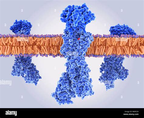 Hydrogen Potassium Pump