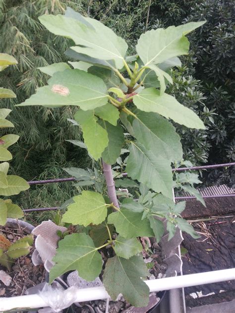 Bibit Tin Kurmakuarum