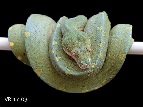 Manokwari Cyclops Green Tree Python For Sale Viridispython