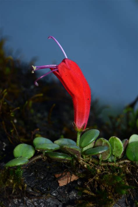 Arunachal Scientists Rediscover Lipstick Plant After 100 Years
