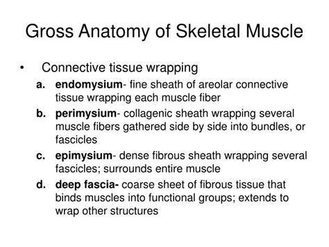 Ppt Gross Anatomy Of Skeletal Muscle Powerpoint Presentation Free