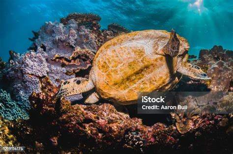 맑고 푸른 물에서 산호초 형성 사이에서 수영하는 녹색 바다 거북 거북등껍질에 대한 스톡 사진 및 기타 이미지 거북등껍질 거북이 경관 Istock