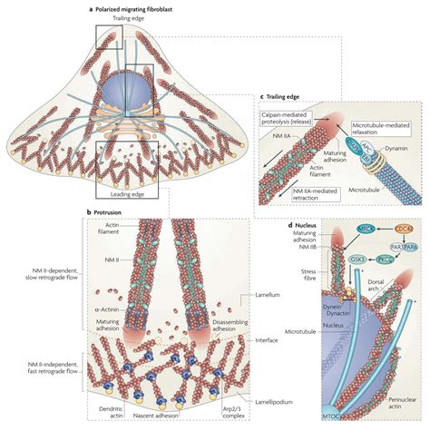 Non Muscle Myosin Ii Takes Centre Stage In Cell Adhesion And Migration