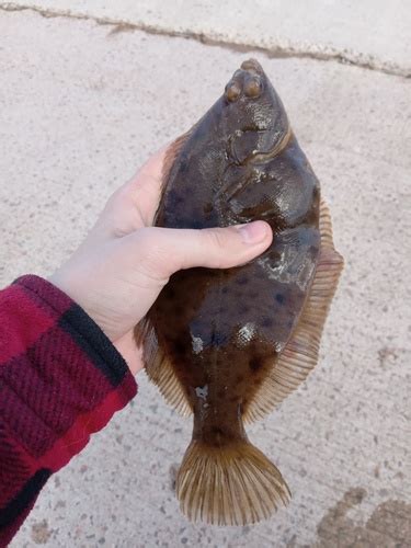 Observations By Tomcod · Inaturalist