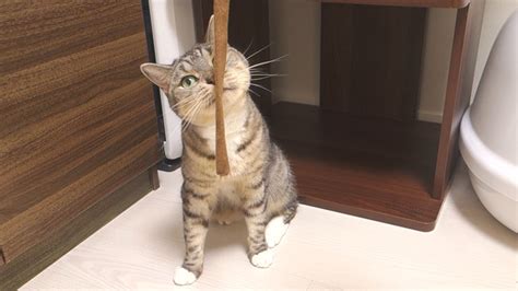 楽しそうに猫じゃらしで遊ぶ猫が可愛すぎる。 Festaオフィシャルブログ「猫のいる生活」powered By Ameba