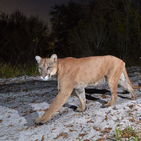 Defenders Statement On 2024 Florida Panther Road Deaths Defenders Of