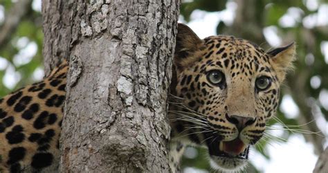 Snares Low Tech Low Profile Killers Of Rare Wildlife The World Over