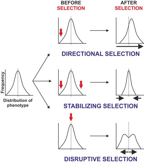 Balancing Selection
