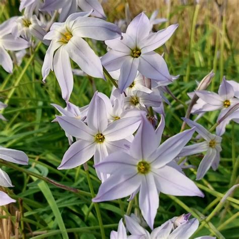 Ipheion The Plantsmans Preference